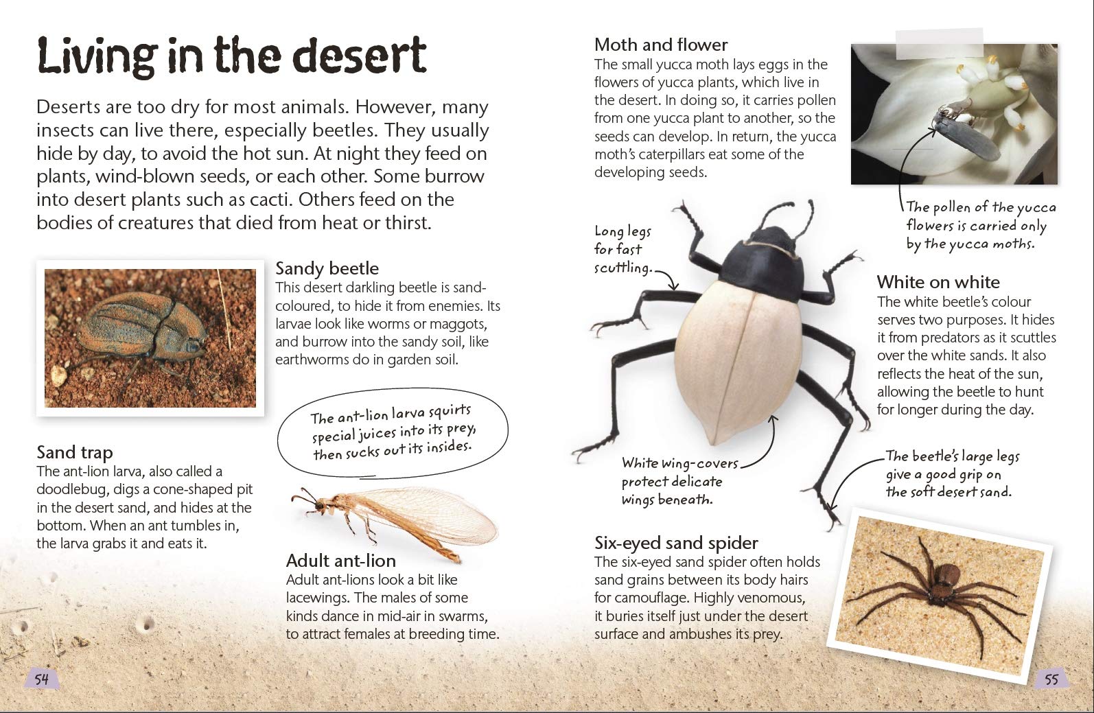 Insects and Spiders: Explore Nature with Fun Facts and Activities ...