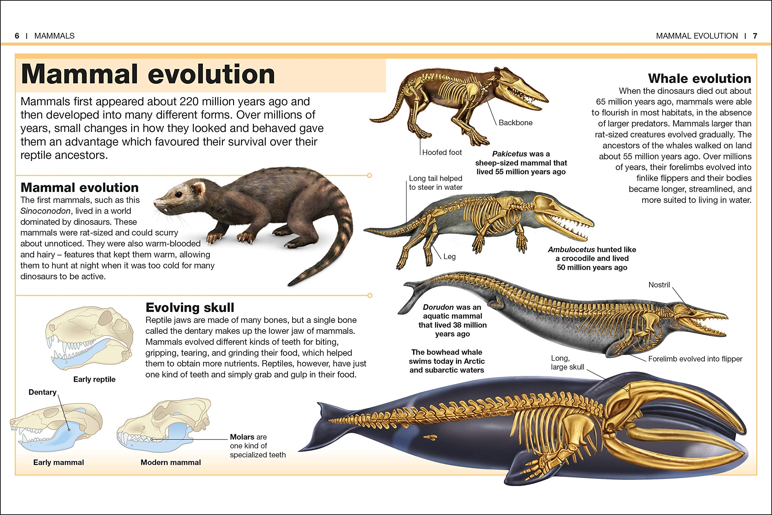 Mammals: Facts at Your Fingertips (Pocket Eyewitness) - FAHASA.COM
