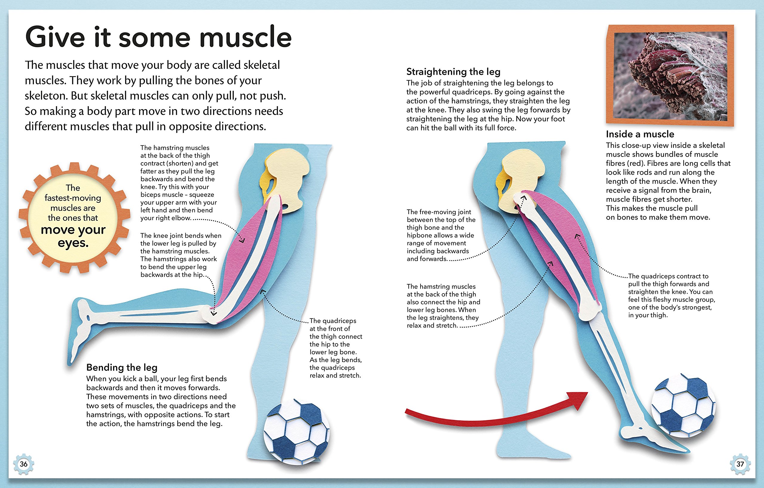 My Amazing Body Machine: A Colourful Visual Guide To How your Body ...