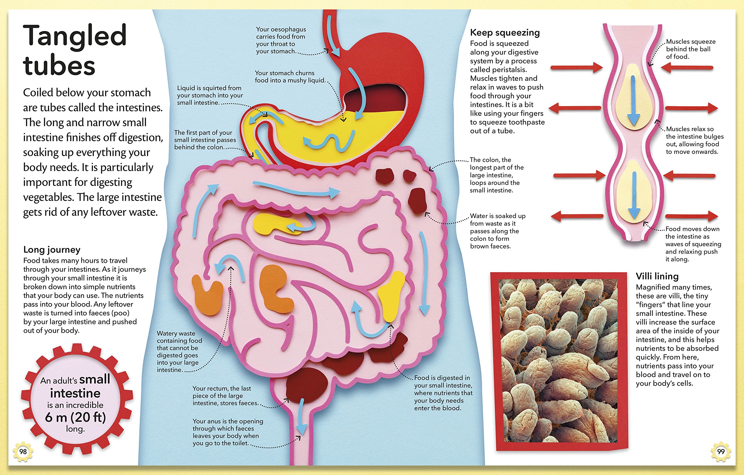 My Amazing Body Machine: A Colourful Visual Guide To How your Body ...