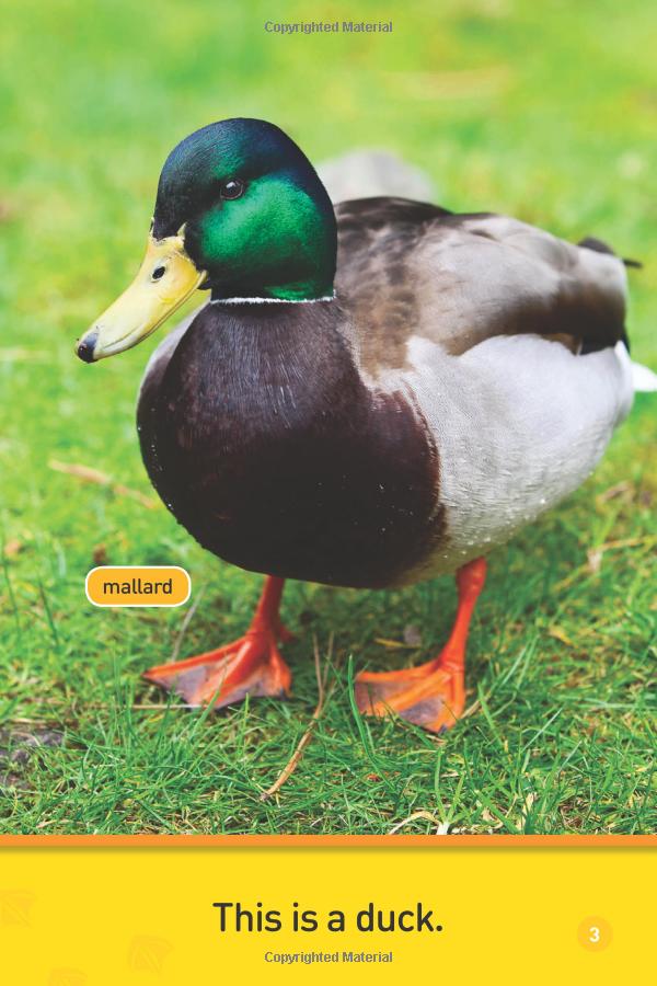 National Geographic Readers: Ducks (Pre-reader) - FAHASA.COM