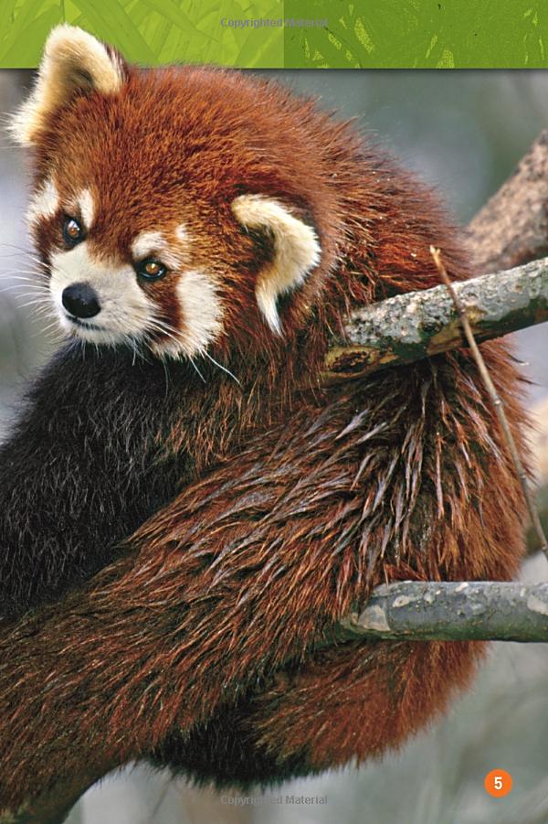 National Geographic Readers: Red Pandas - FAHASA.COM