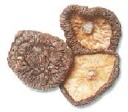 Sensational Starters - FAHASA.COM