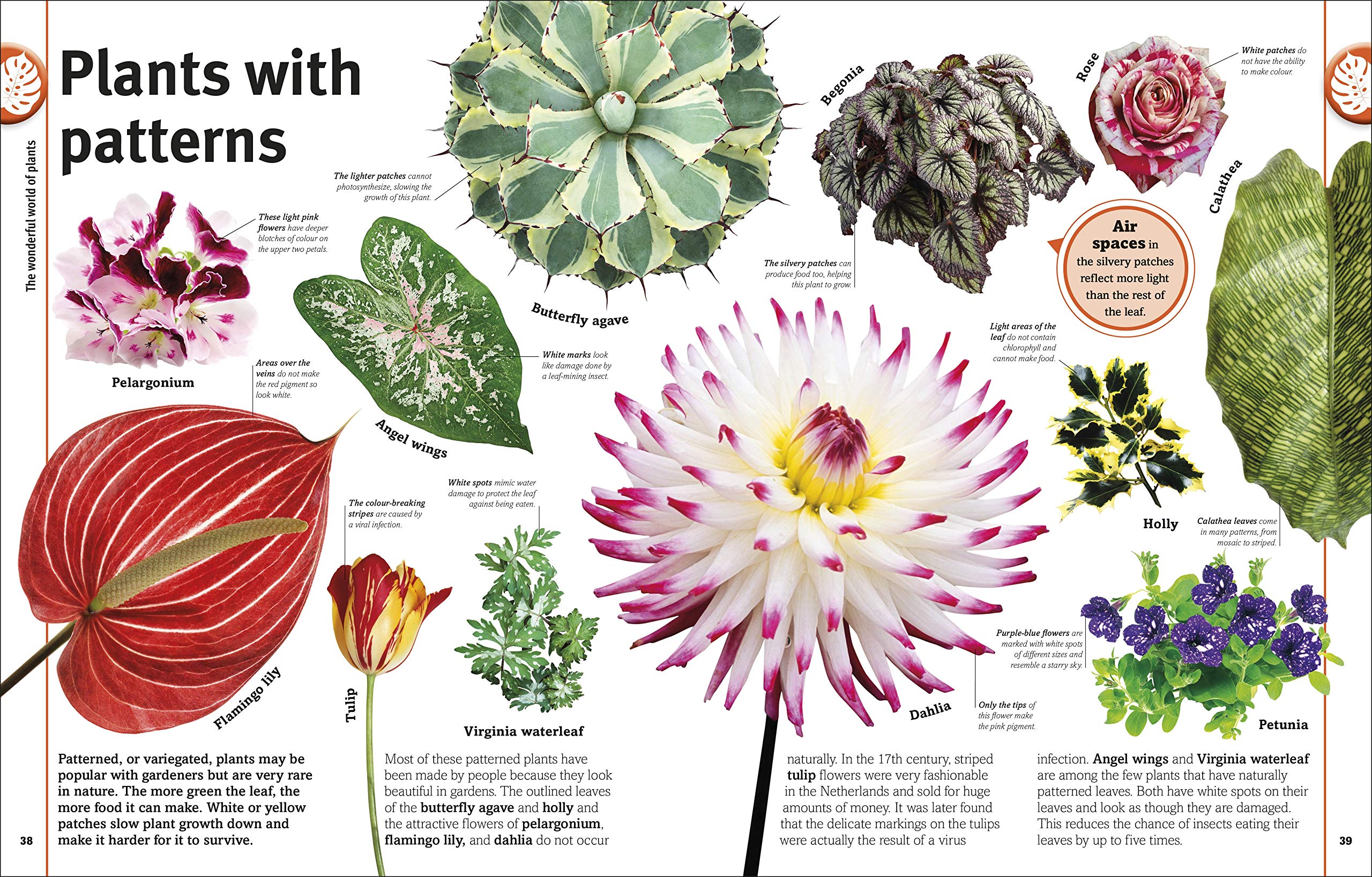 Trees, Leaves, Flowers & Seeds: A Visual Encyclopedia Of The Plant ...