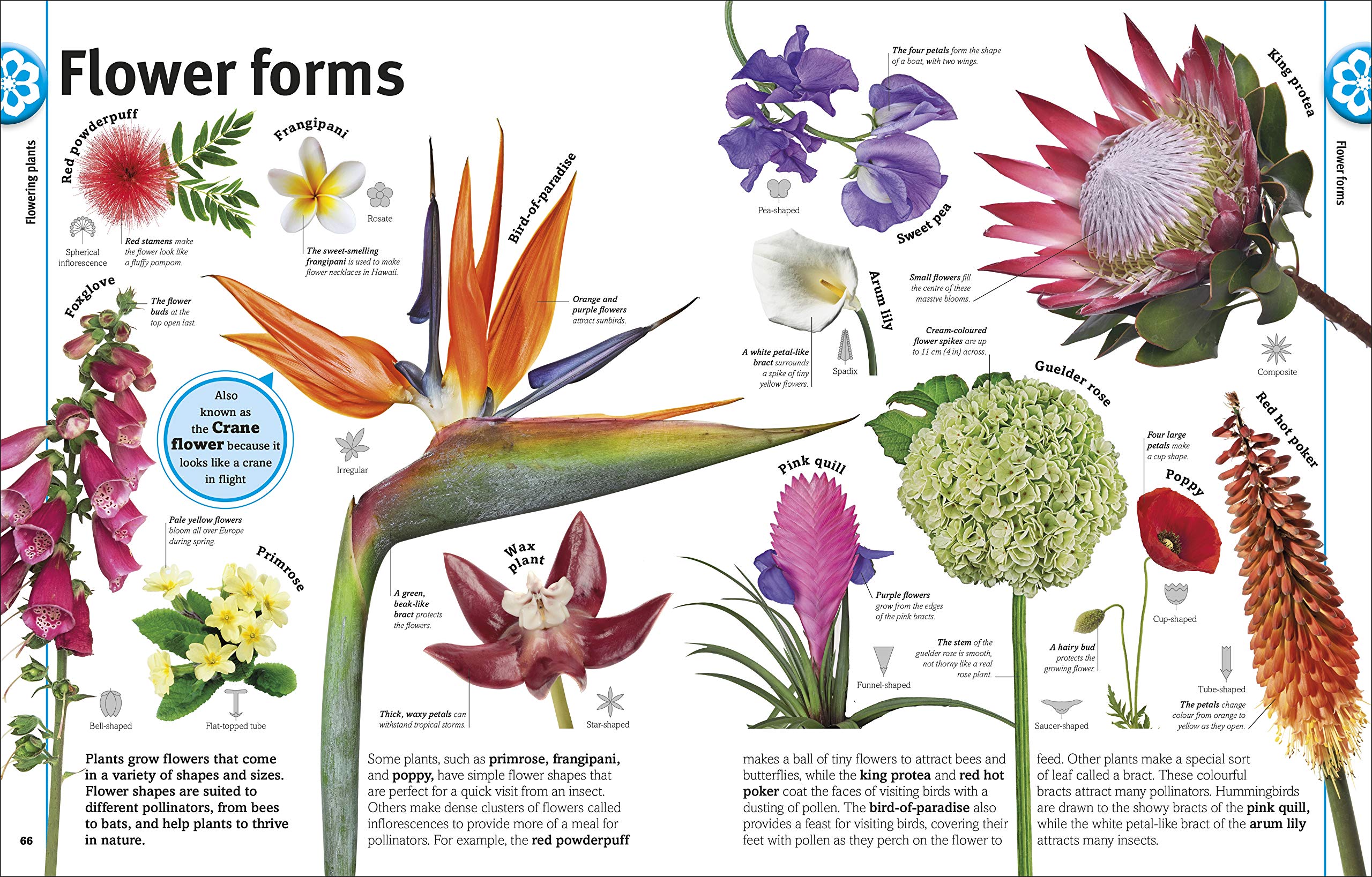Trees, Leaves, Flowers & Seeds: A Visual Encyclopedia Of The Plant ...