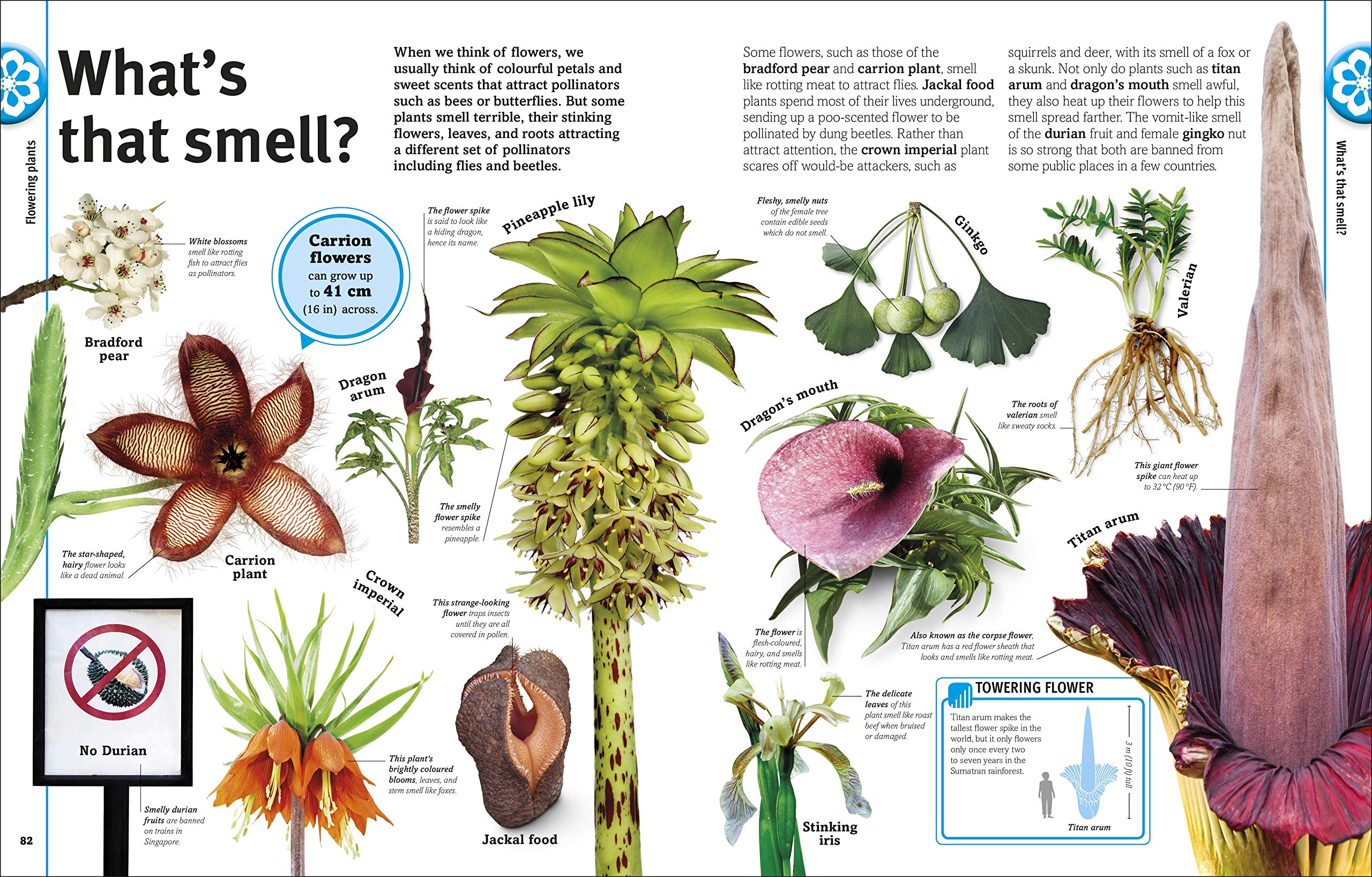Trees, Leaves, Flowers & Seeds: A Visual Encyclopedia Of The Plant ...