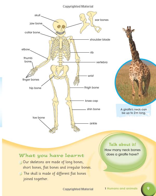 Cambridge Primary Science Stage 4 Learner's Book: Stage 4 - FAHASA.COM