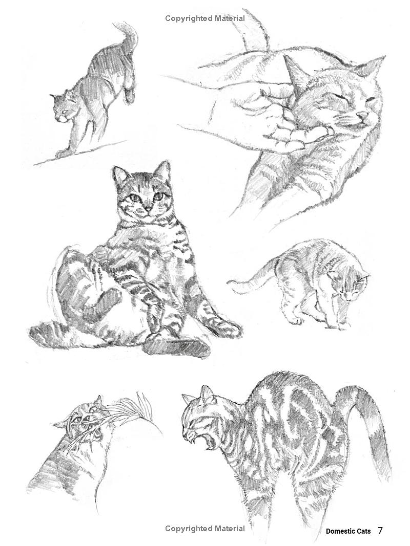 How To Draw Animals - A Visual Reference Guide To Sketching 100 Animals ...