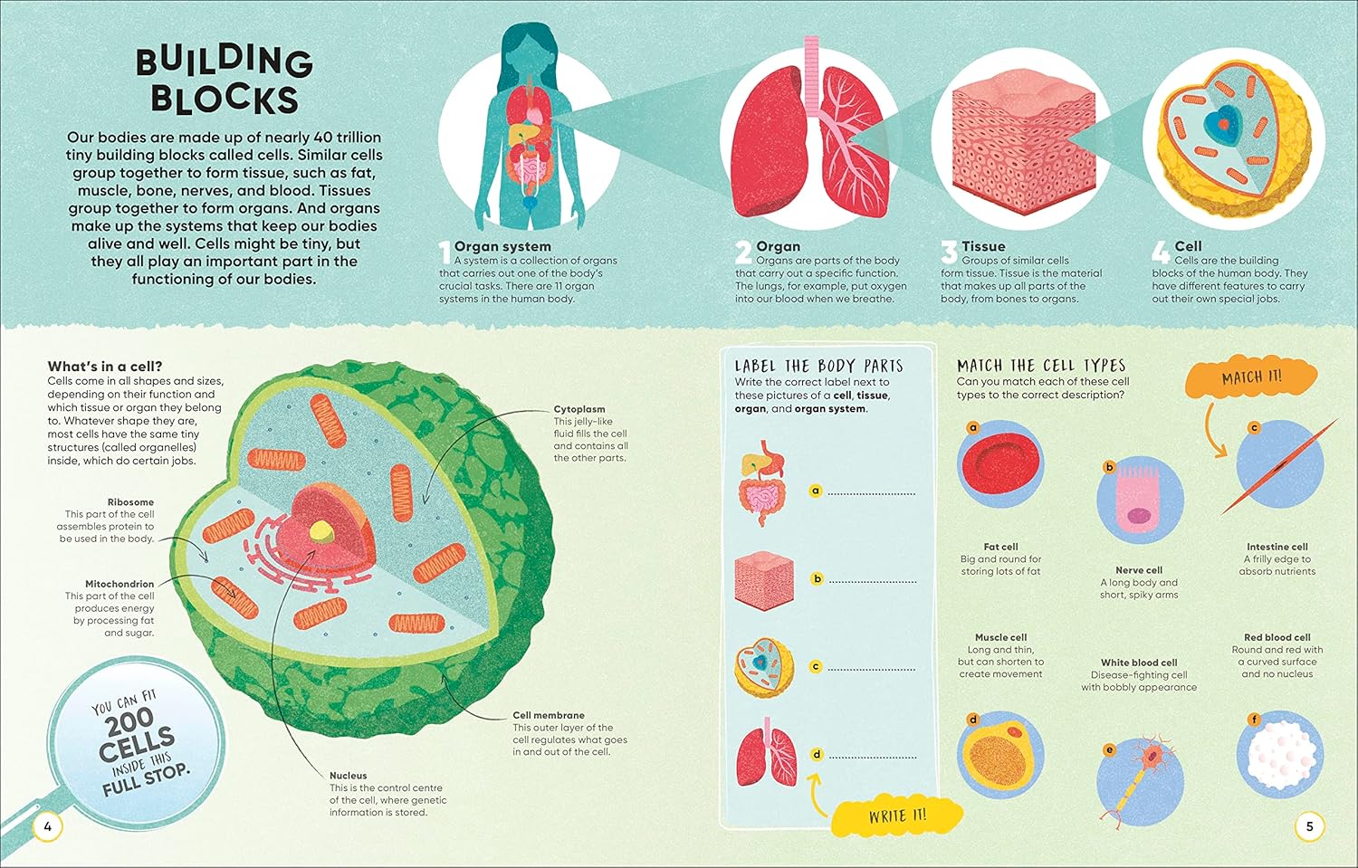Human Body - Over 100 Brain-Boosting Activities That Make Learning Easy ...